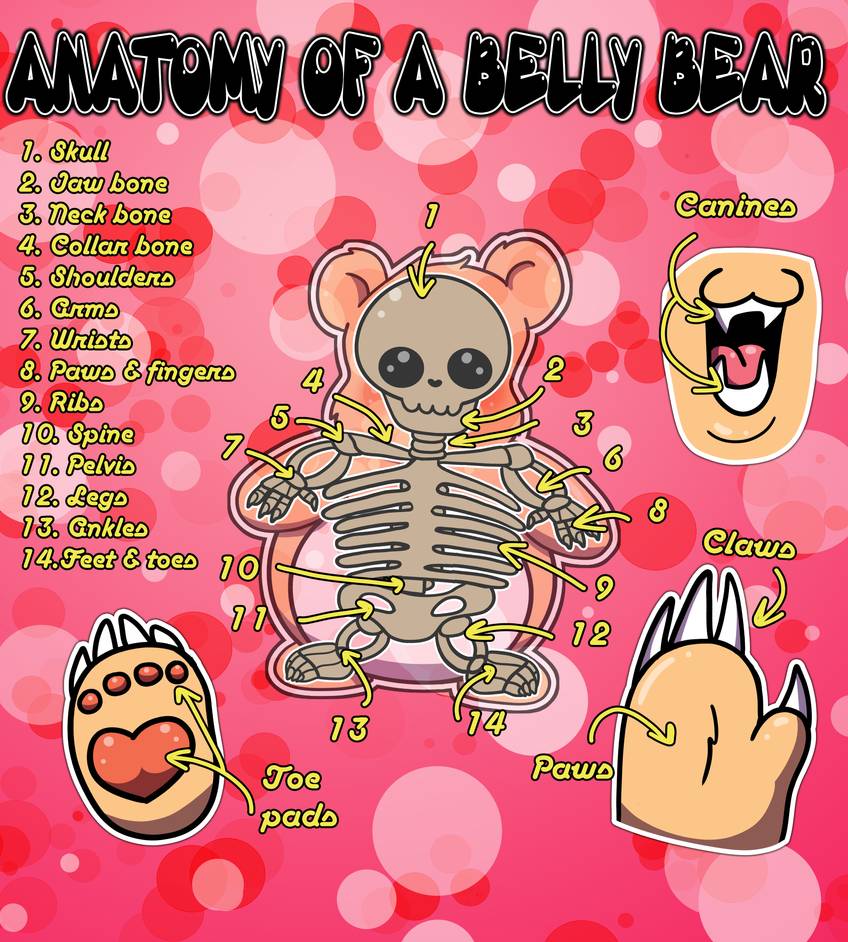 Belly Bear Anatomy by MrDiddz