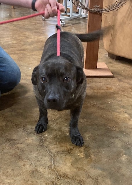 My Dog Luna by FunkySkunkySmut